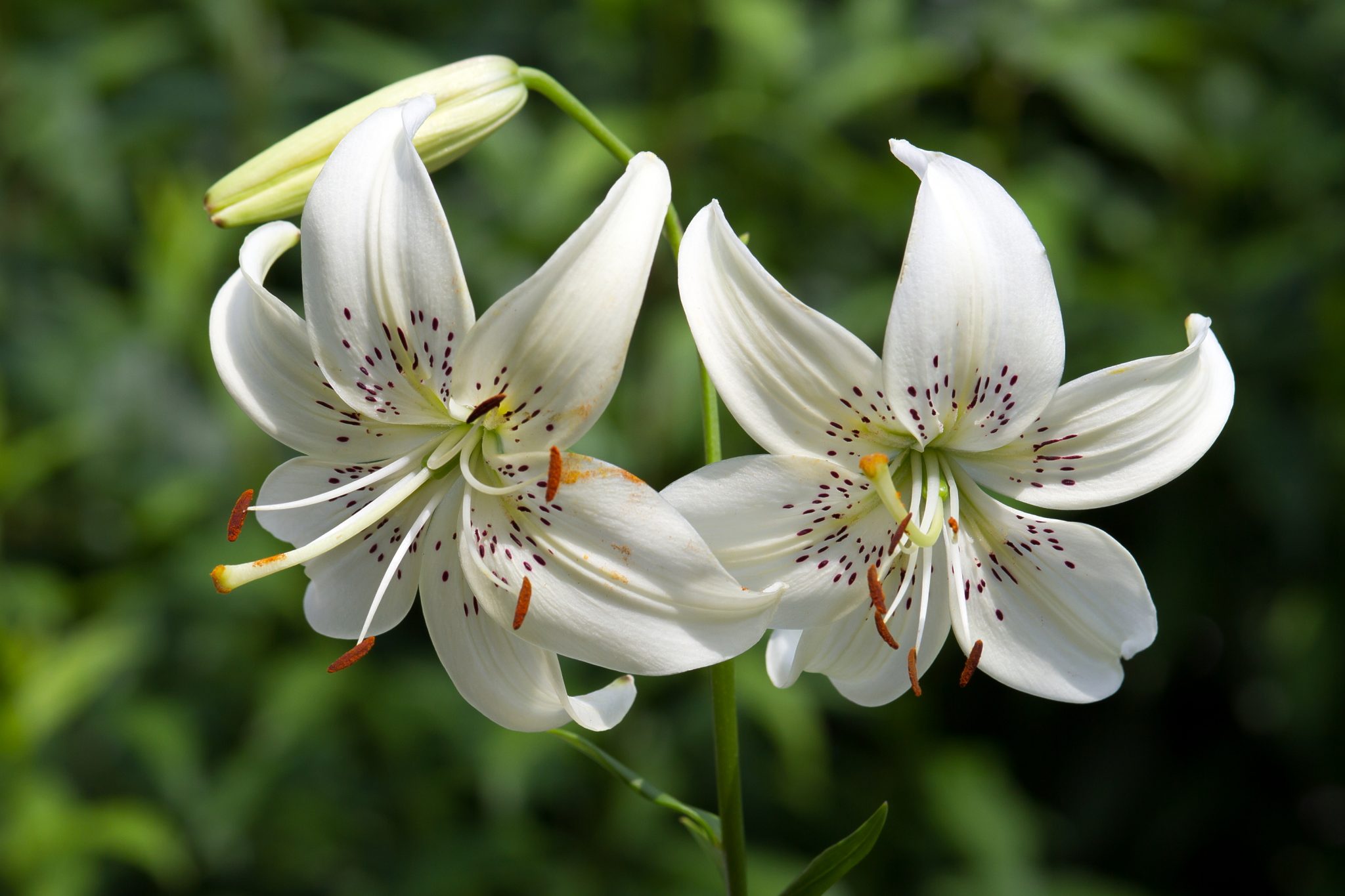 In Search of The Royal Albert Provincial Flowers Series