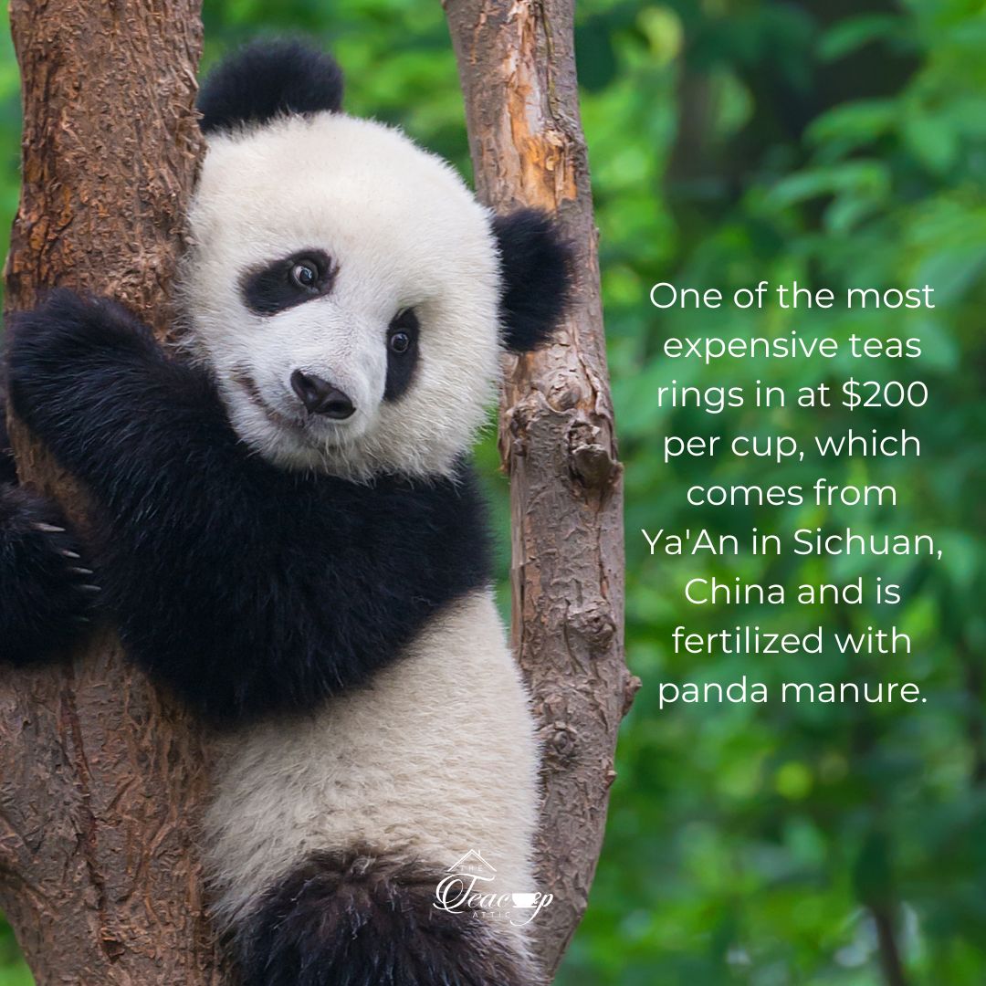 Celebrate January's National Hot Tea Month - The Teacup Attic